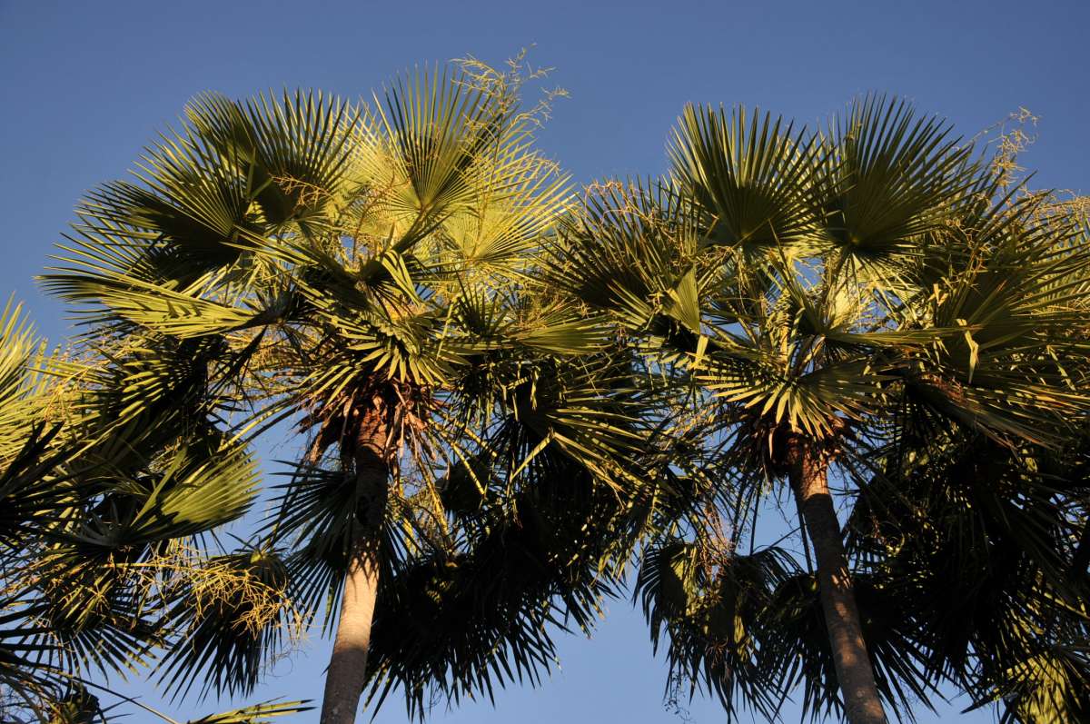 Carnauba wax - What is that?